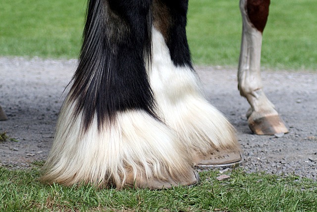 Pflege – Deutscher Shire Horse Verein e.V.